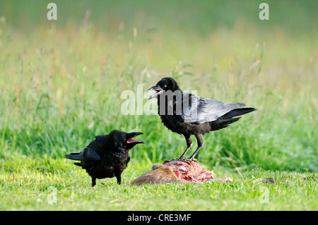 Ravens on the carcass Stock Photo - Alamy