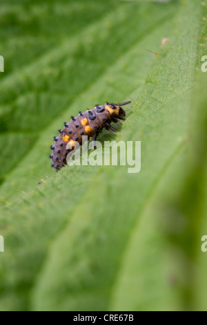 Larva of a 7-Spot Ladybird (Coccinella 7-punctata) on an Ox-eyed Daisy ...