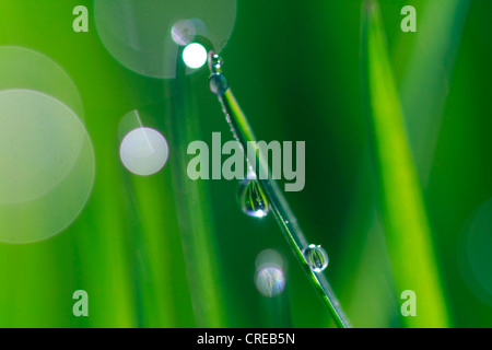 meadow, blade of grass, waterdrop, meadows, drop of water, water drop ...