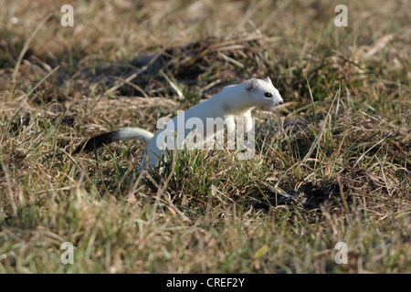 ermine, stoat (Mustela erminea), jumping over a meadow, Germany Stock ...