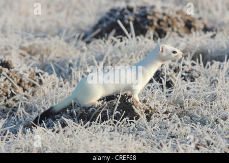 Stoat (Mustela erminea Stock Photo - Alamy