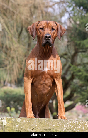 Rhodesian Ridgeback (Canis lupus f. familiaris), female dog, portrait ...