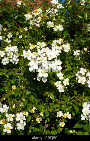 blossom of a rose Kiftsgate Stock Photo - Alamy