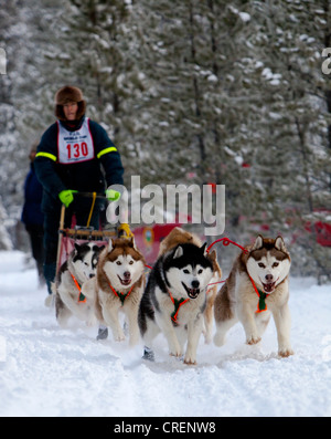 Siberian Huskies @ sled dog race, Czech Republic Stock Photo - Alamy