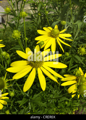 cutleaf coneflower, cut-leaved coneflower, green-headed coneflower ...