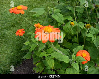 A Mexican sunflower, Tithonia rotundifolia, blooming in a Texas garden ...