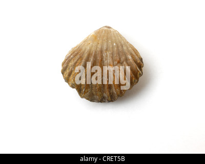 Cockle Shell With Fossil Of Shell Stock Photo - Alamy