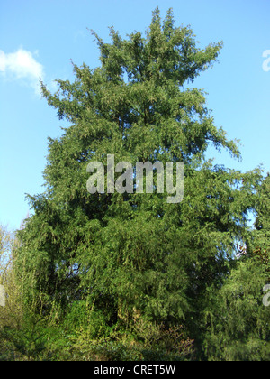 California Nutmeg Tree Torreya californica habit whole tree Stock Photo ...