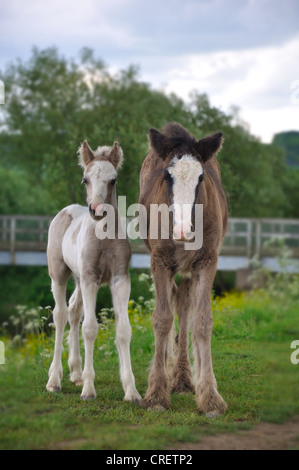 Two young horses staring at camera Stock Photo - Alamy