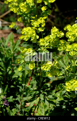 Euphorbia, flowering plant, spurge, Euphorbiaceae. Euphorbia serrata ...