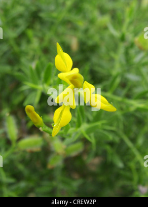 german greenweed, genista germanica Stock Photo - Alamy