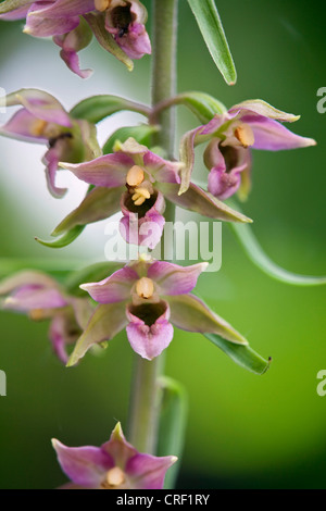 Broad-leaved helleborine (Epipactis helleborine ) Baden-Wuerttemberg ...