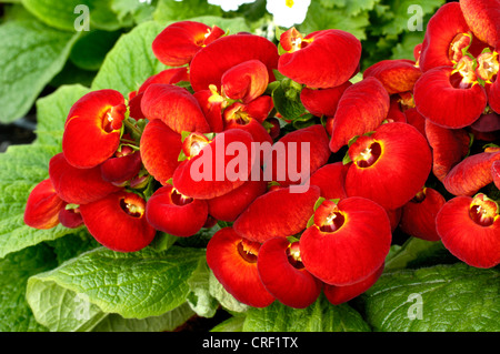 Calceolaria Cinderella Red, Calceolaria x herbeohybrida, slipperwort ...