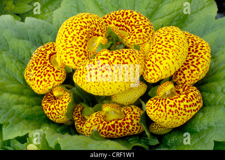 Calceolaria 'Dainty Yellow Spots' pocketbook plant, slipperwort Stock ...