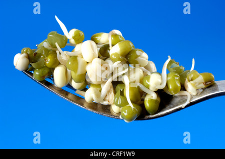 Mung Bean, Urdi Black Bean, Green Gram (Vigna mungo, Vigna radiata ...