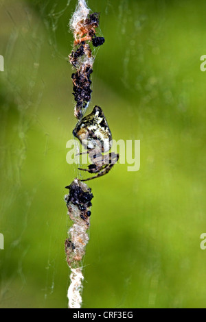 A closeup shot of a spider web between the autumn leaves and branches ...