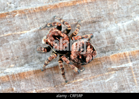 Jumping spider (Sitticus saxicola), female sitting on dead wood Stock ...