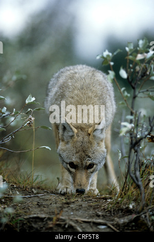 young coyotes (Canis latrans) alberta canada Stock Photo - Alamy