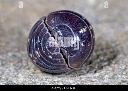 Closeup shot of a rolled-up common pill-bug on a rocky surface Stock ...