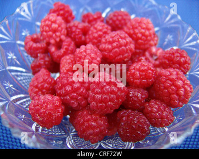 European red raspberry (Rubus idaeus), fruit bowl with raspberries ...