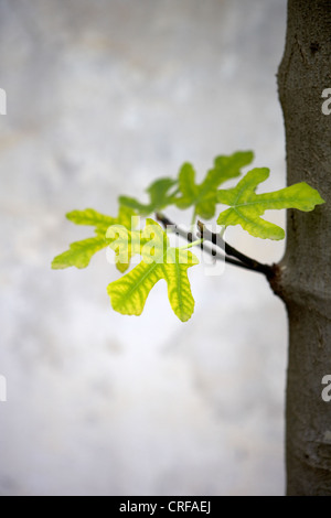 Fig tree with yellow autumn leaves and green fruit. Unusual autumn ...