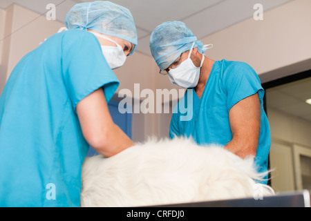 Veterinary Surgeons Operating on a Dog in Theatre Stock Photo - Alamy