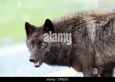 Black wolf from Mollie's pack in Lamar Valley. Yellowstone National ...