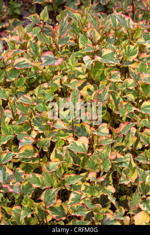 houttuynia cordata chameleon green pink yellow variegated leaf leaves ...