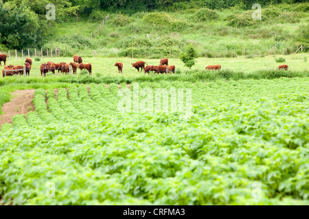 Potatoes growing at Washingpool farm in Bridport, Dorset with North ...