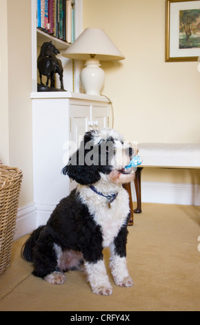 sitting Tibetan Terrier Stock Photo - Alamy