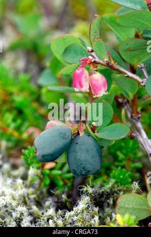 Bog bilberry Vaccinium uliginosum berries isolated on white background ...