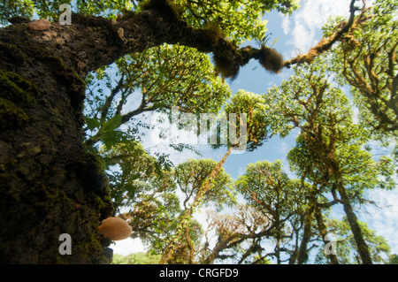 Scalesia forest, Santa Cruz, Galapagos Islands, Ecuador Stock Photo - Alamy