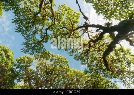 Scalesia forest, Santa Cruz, Galapagos Islands, Ecuador Stock Photo - Alamy