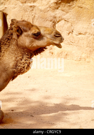 Dromedary camel (Camelus dromedarius) nose and skull, artwork. The area ...