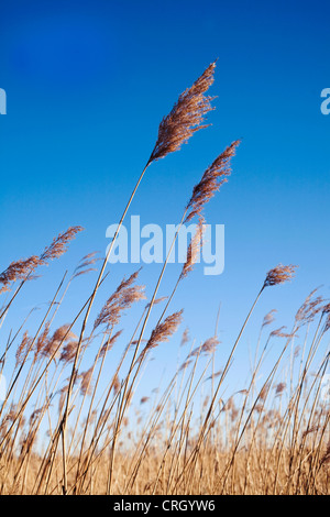 A vertical shot of wild reeds on a sunny field Stock Photo - Alamy
