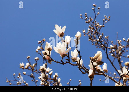 Magnolia flowers bloom in Beijing, China, 14 March, 2025 Stock Photo ...