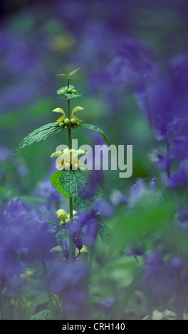 Yellow medicinal flowers, nettle in watercolor seamless border isolated ...