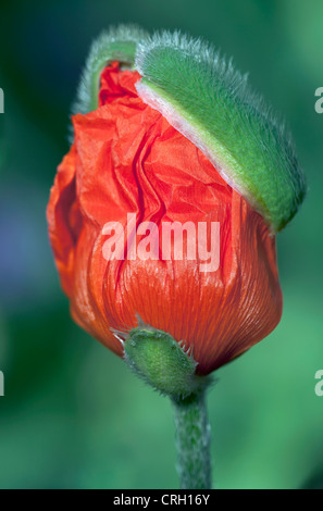 A close-up image of Papaver orientale 'Mrs Perry' Stock Photo - Alamy