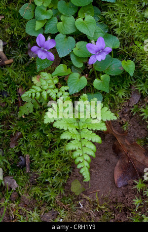 Sweet Violet ( Viola odorata) growing in the UK, late March Stock Photo ...