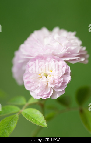 Close-up of a Damask Rose Stock Photo - Alamy