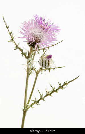 thistle prickly wildflower macro view. burdock plant Stock Photo - Alamy