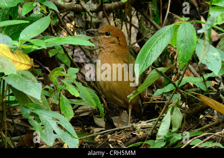 beautiful female rusty-naped pitta (Pitta oatesi) possing on ground ...