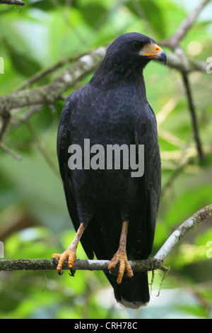 The mangrove Black-hawk (Buteogallus subtilis Stock Photo - Alamy