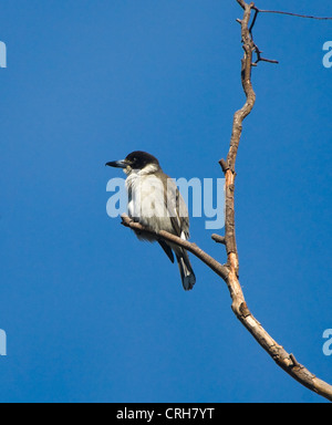 grey butcherbird, Cracticus torquatus, single bird perched on rock ...