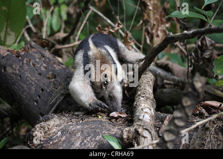 Northern tamandua (Tamandua mexicana) - feeding - Costa Rica - in tree ...