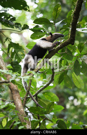 Northern Tamandua or Collared Anteater (Tamandua mexicana). Lowland ...