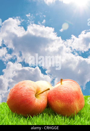 Red apples fruits under apple tree in orchard Stock Photo - Alamy