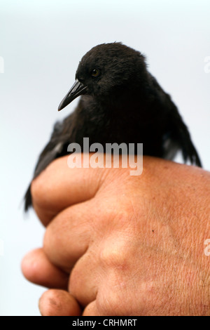 The rare Inaccessible Island Flightless Rail, Inaccessible Island ...