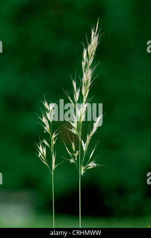 Yellow Oat-grass - Trisetum flavescens Stock Photo - Alamy