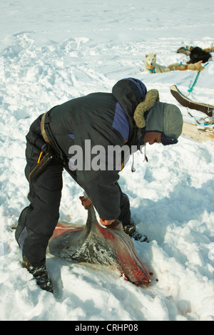 Inuit sealer skinning a seal hunted down in the snow, Greenland ...